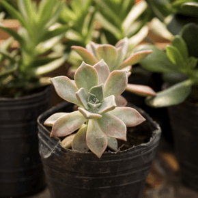 ¿Qué son las suculentas variegadas? Nombres y cuidados | Fanatic Naturals